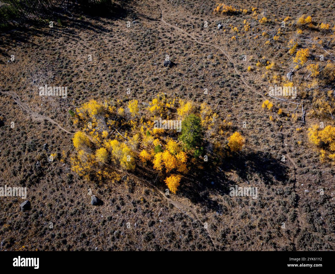 Yellow Aspen trees in a small cluster Stock Photo - Alamy