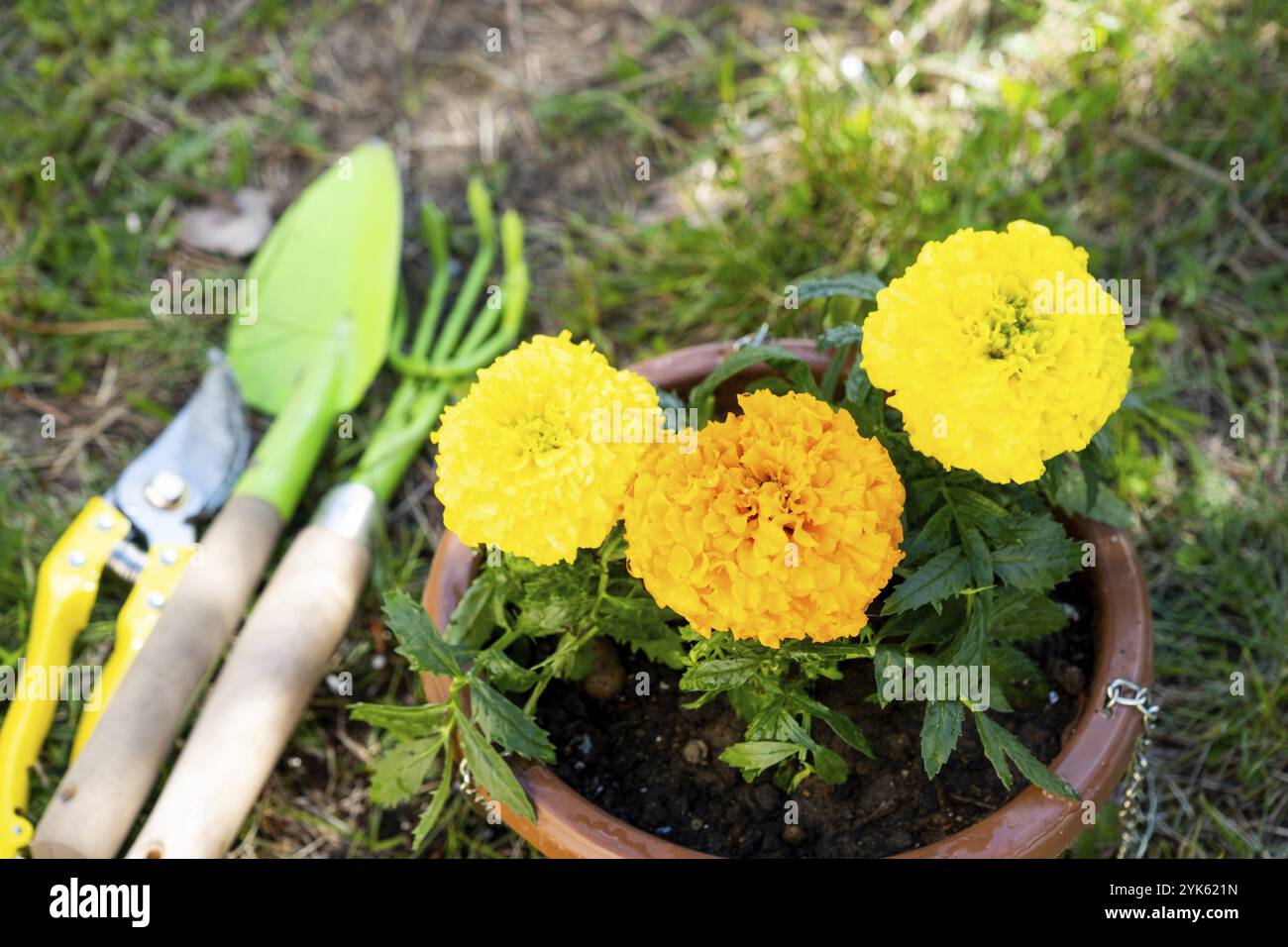 Yellow and orange marigold seedlings with roots are prepared for ...