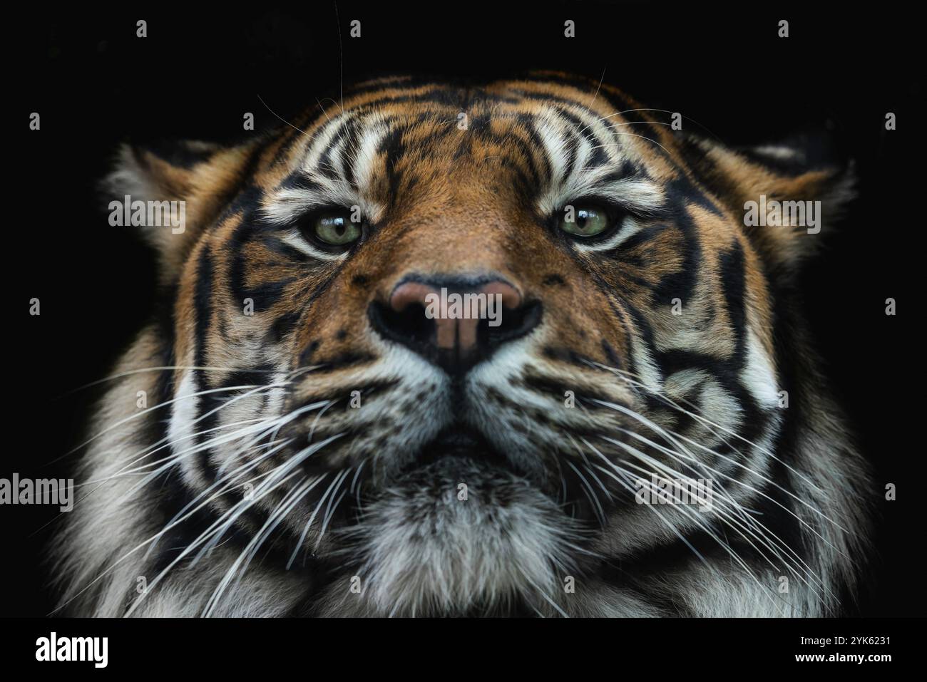 Front view of Sumatran tiger isolated on black background. Portrait of ...