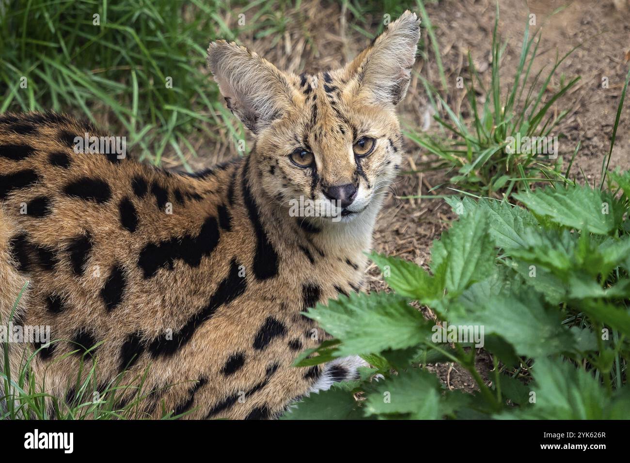 Beautiful serval wild cat hi-res stock photography and images - Alamy