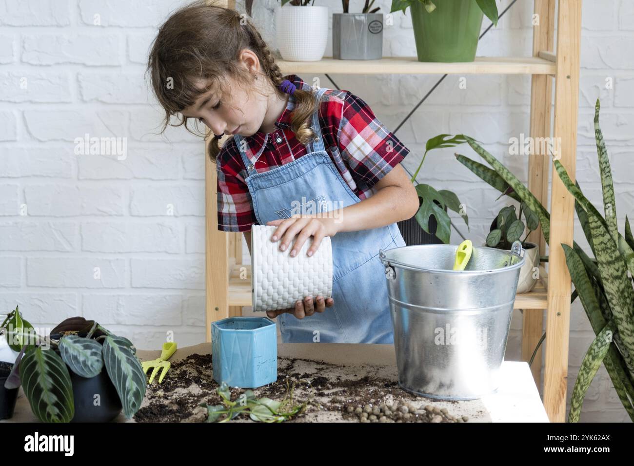 Girl transplants a potted houseplant philodendron into a new soil with ...