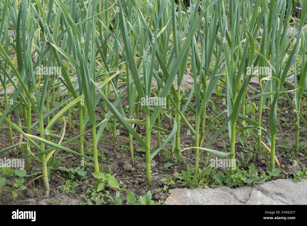 Farming and agriculture, young garlic grow in the garden. Green sprouts ...