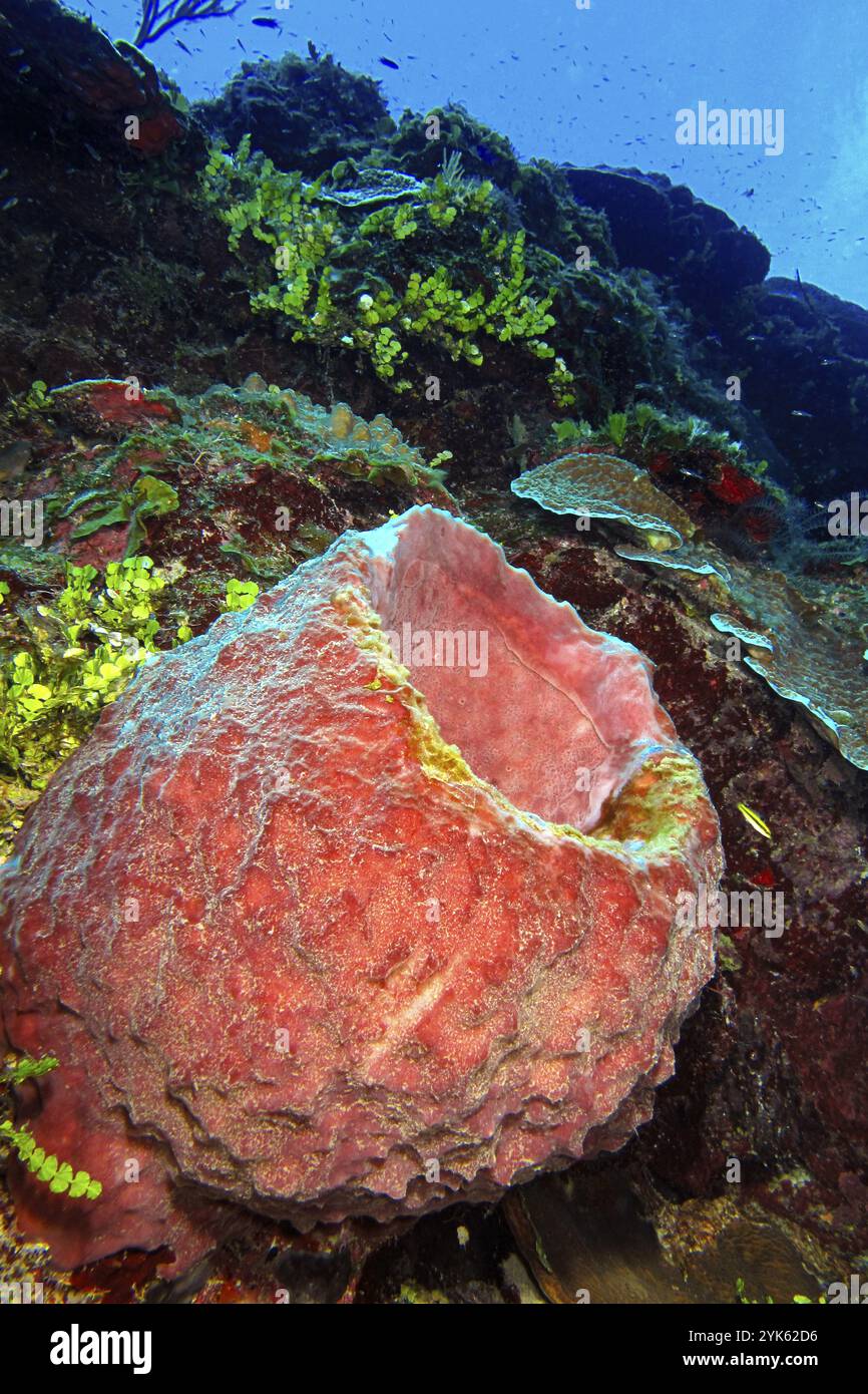 Sea Sponge, Coral Reef, Caribbean Sea, Isla de la Juventud, Cuba ...