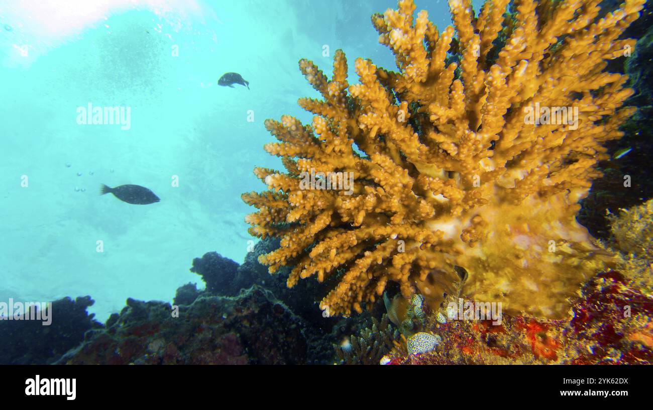 Hard Coral, Coral Reef, South Male Atoll, Maldives, Indian Ocean, Asia ...