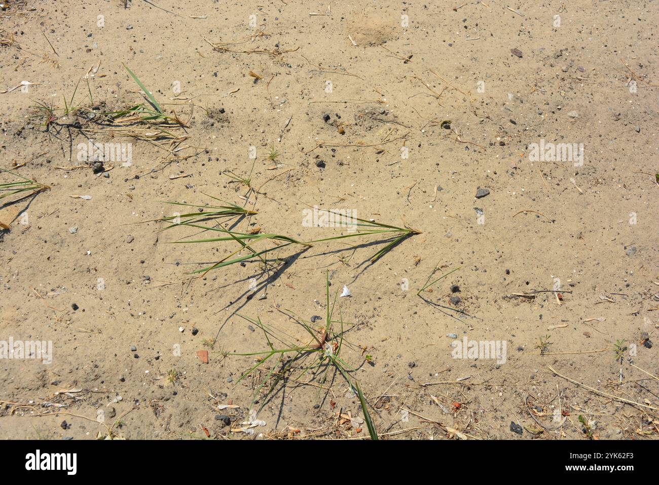 Unusual backgrounds of nature, small weeds, green plants growing in ...