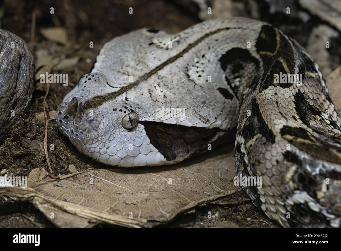 Venomous Bush Viper (Atheris squamigera) on tree Stock Photo - Alamy