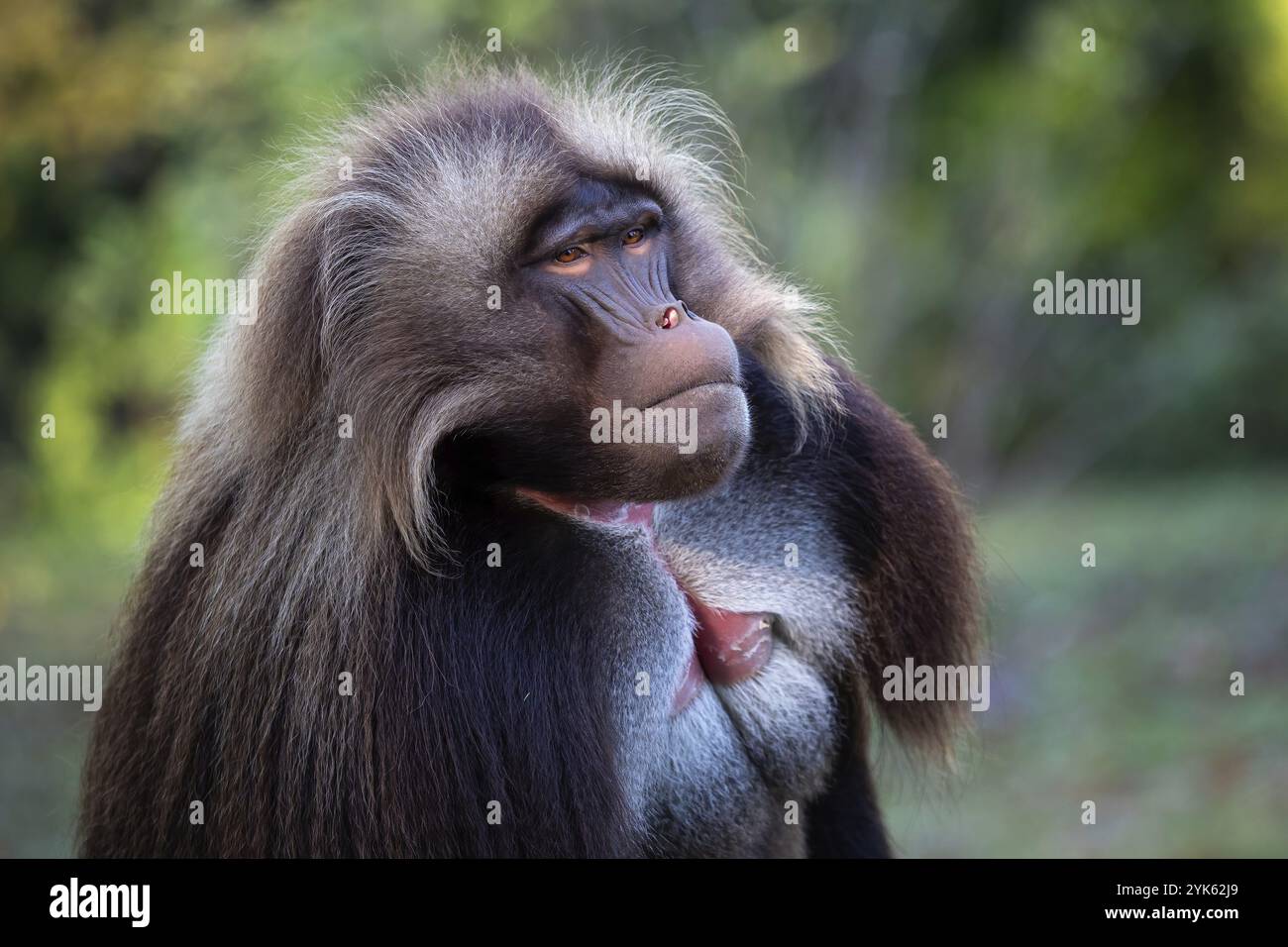 Alpha male of Gelada Baboon, Theropithecus gelada, beautiful ground primate. Monkey shows big ...