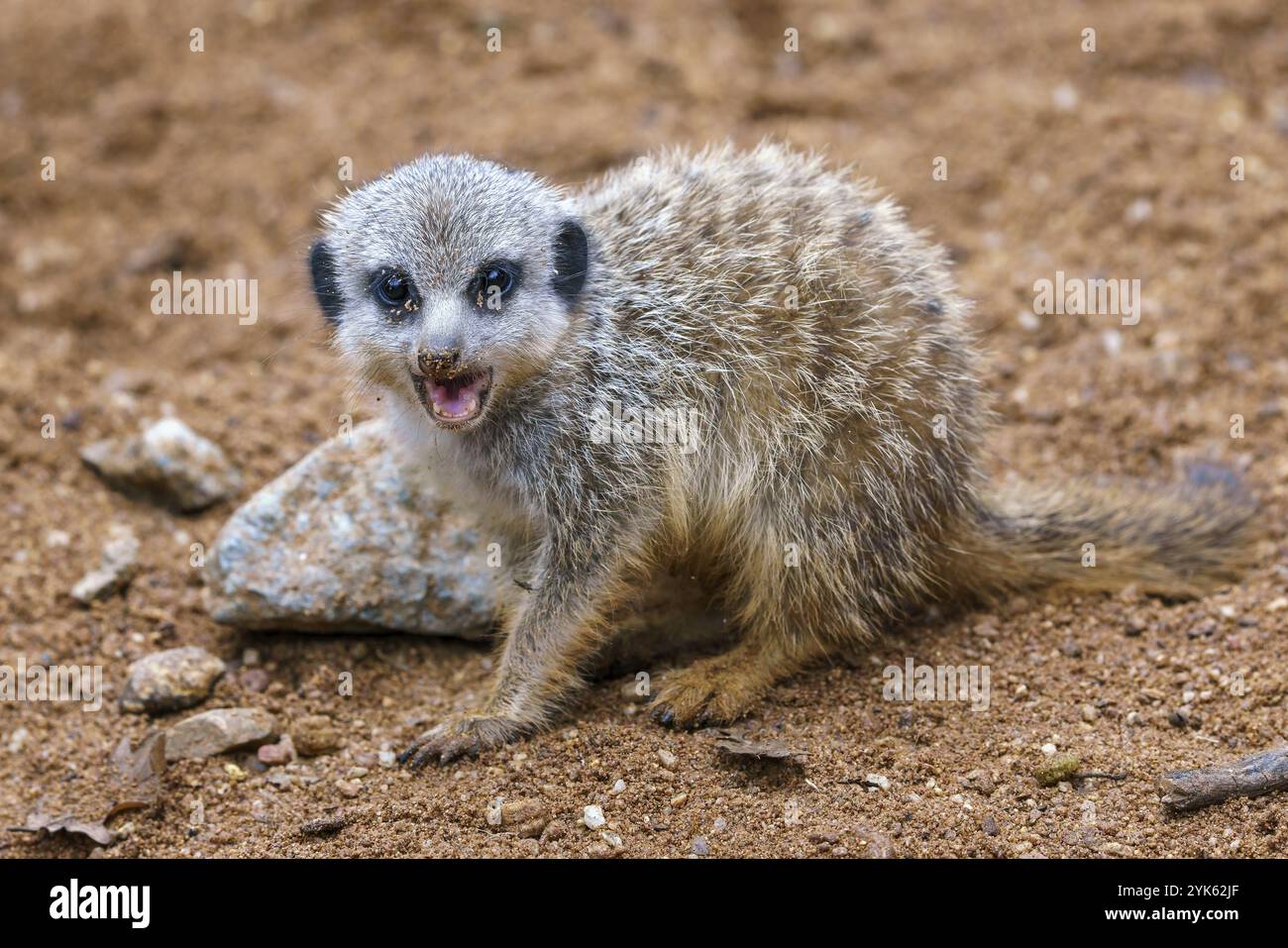 Meerkat or suricate cub showing its teeth Stock Photo - Alamy