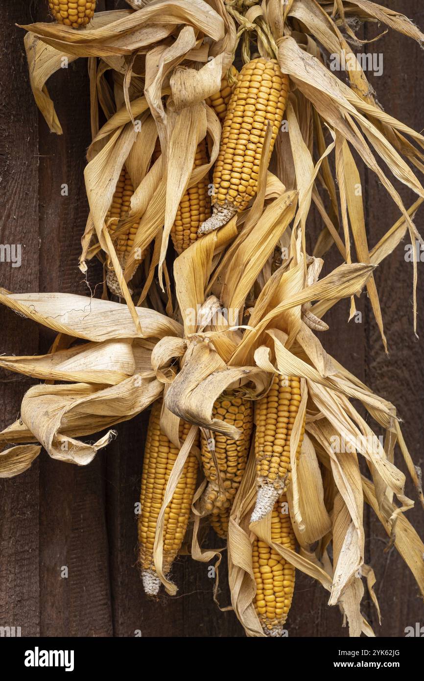 Open ripe corn cobs hi-res stock photography and images - Alamy