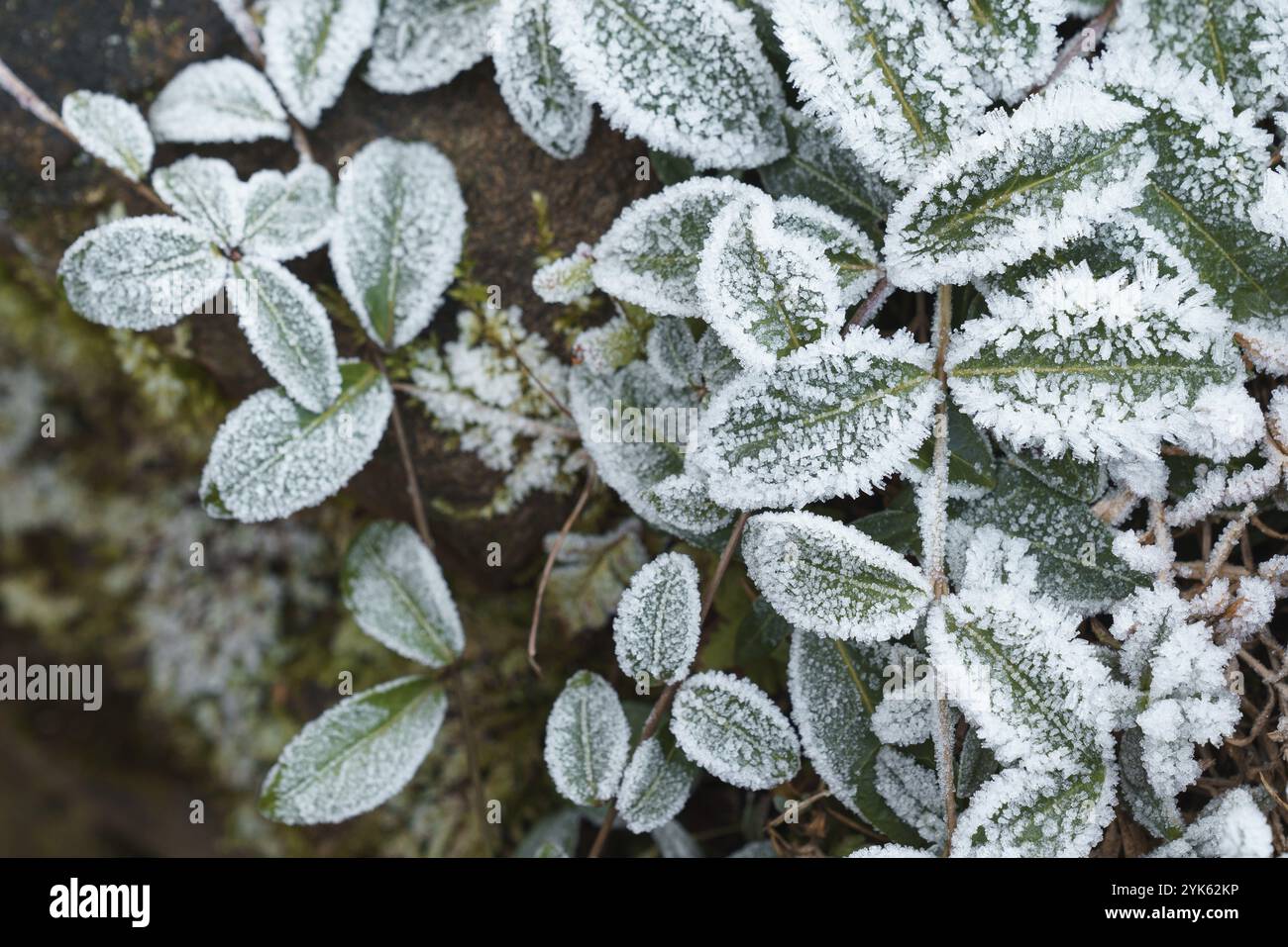 Plants covered with frost hi-res stock photography and images - Alamy