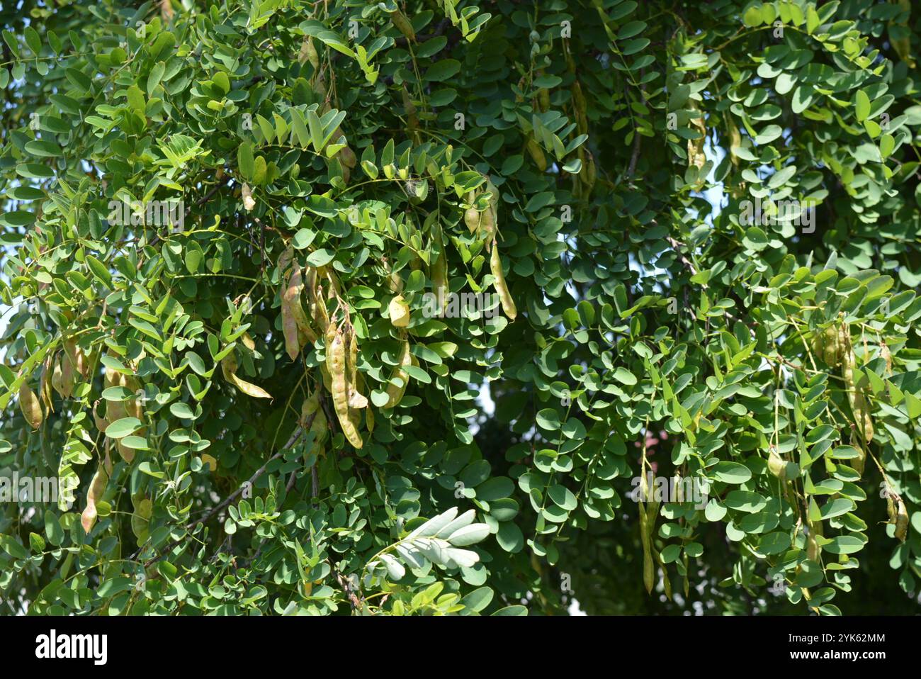 Nature, plants, beautiful landscapes. Beautiful bushes of acacia tree ...