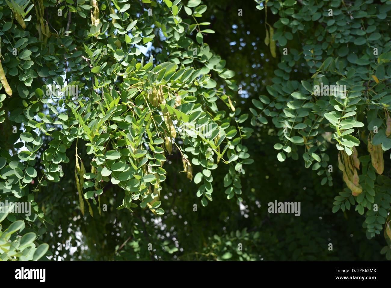 Nature, plants, beautiful landscapes. Beautiful bushes of acacia tree ...