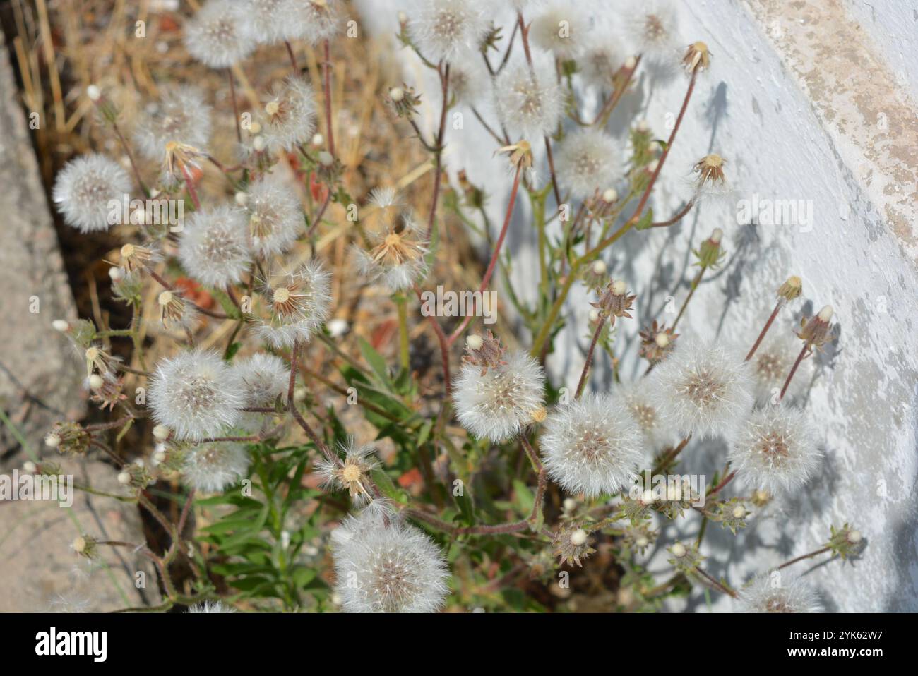 Nature, beauty, dry bushes with white fluffy seeds and flowers in the ...