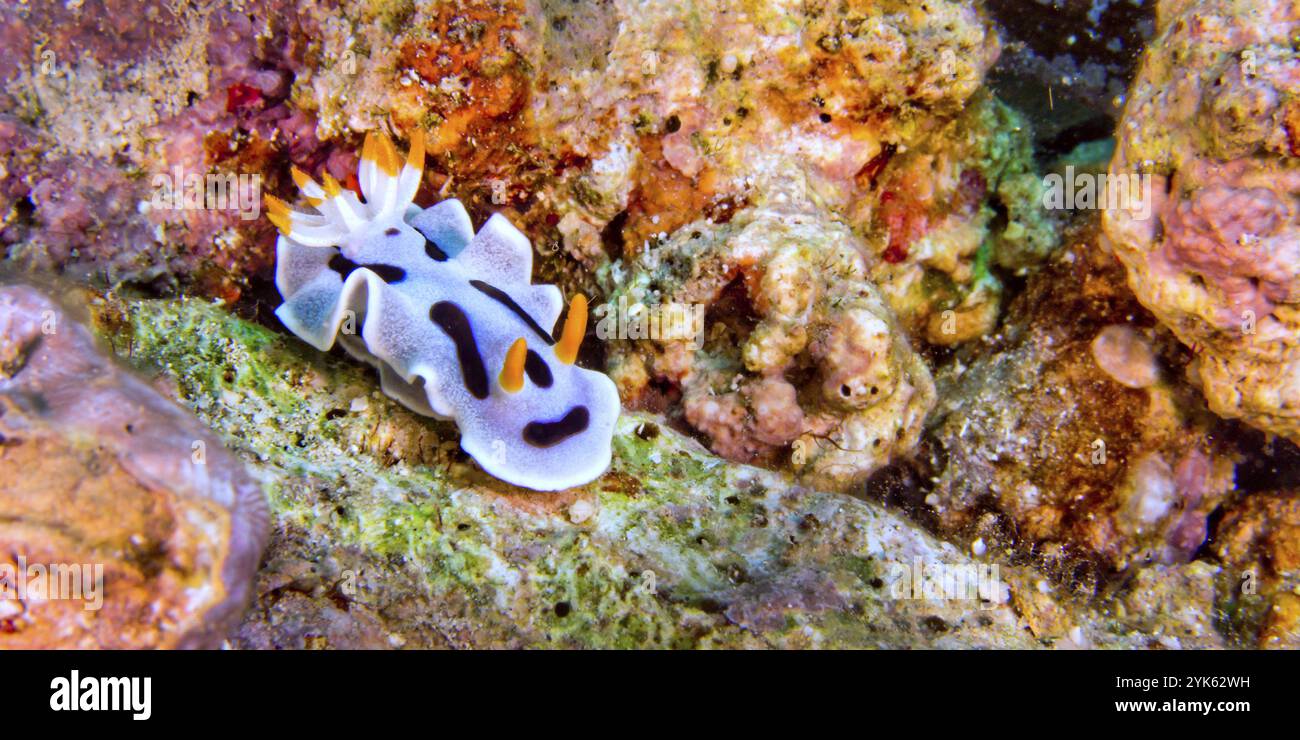 Sea Slug, Dorid Nudibranch, Diana's Chromodoris, Chromodoris dianae ...