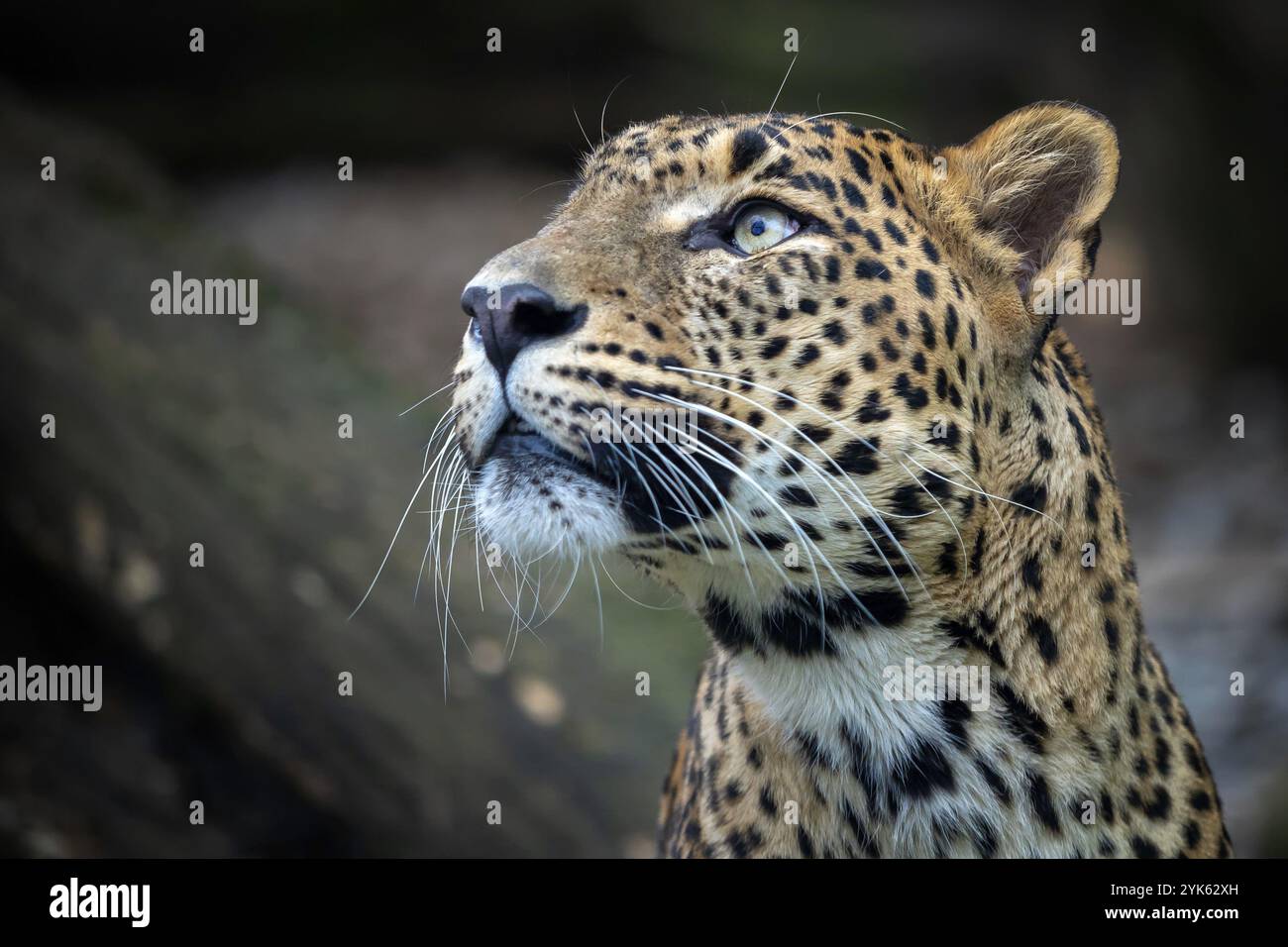 Ceylon leopard, Panthera pardus kotiya, Big spotted cat Stock Photo - Alamy