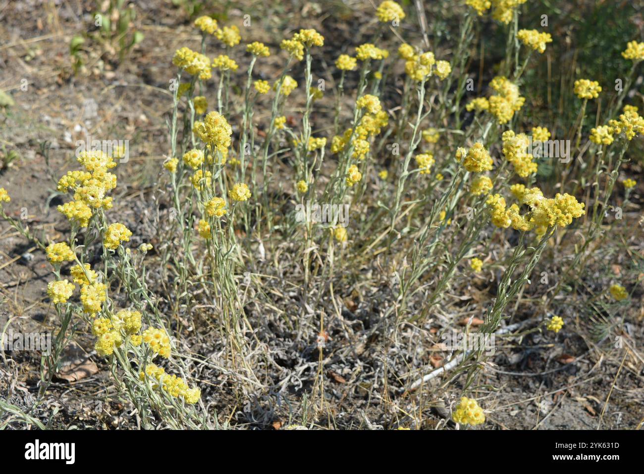 Beautiful and bright weather with unusual field bushes blooming yellow ...