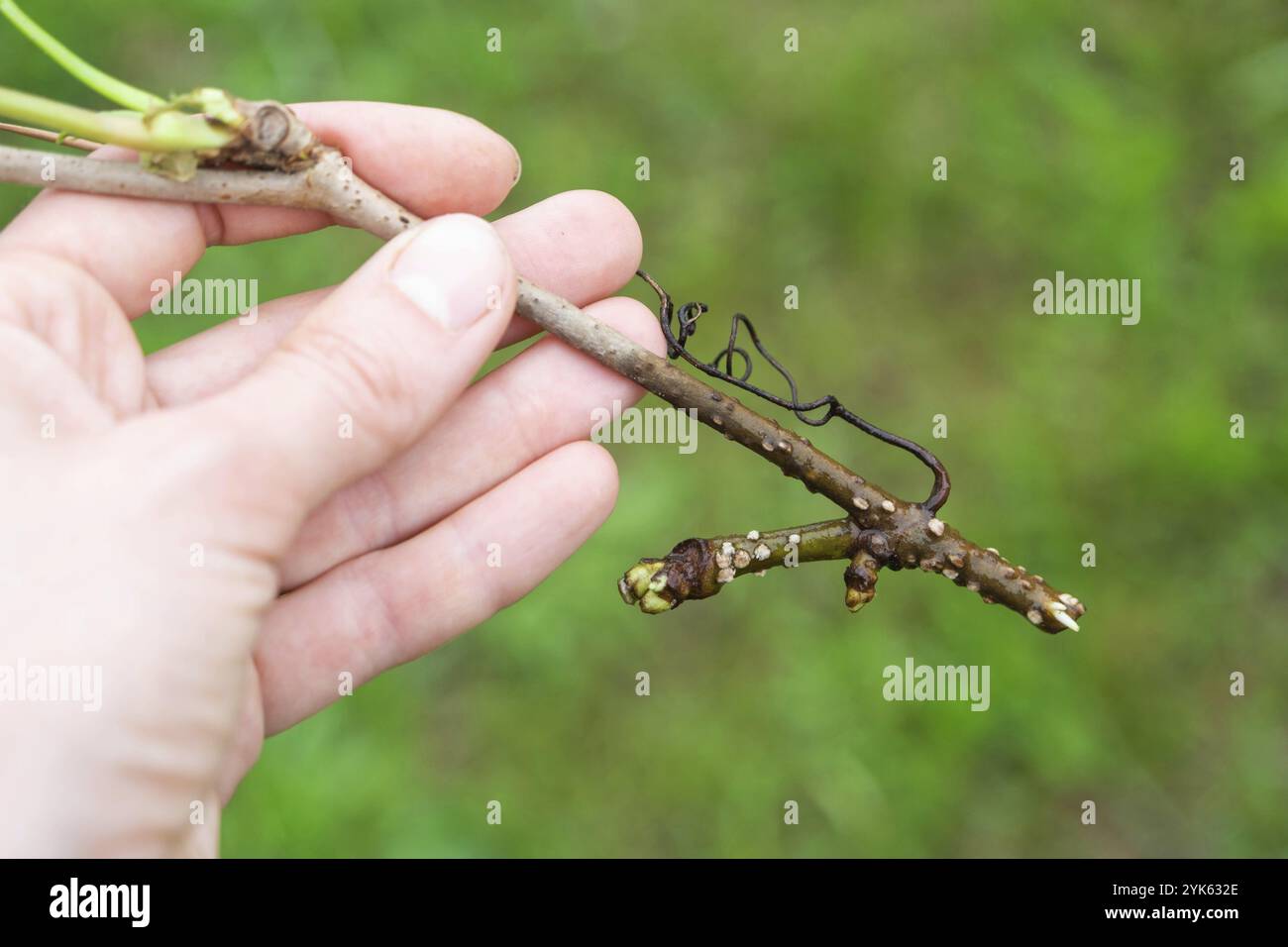 The stem of a branch with germinating rudiments of roots close-up ...
