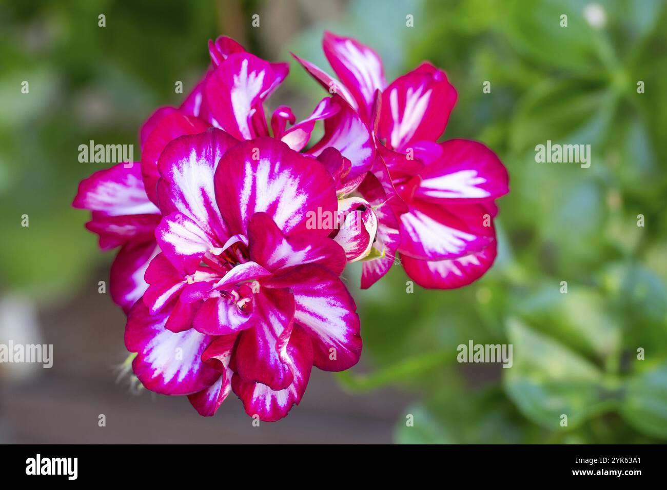 Royal pelargonium flowers, Pelargonium grandiflorum. Geranium flowers ...