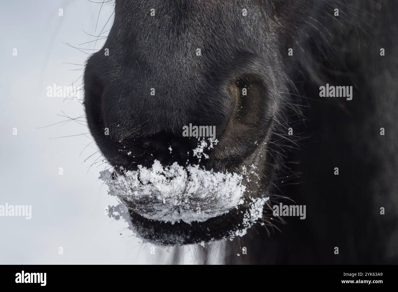 Nostrils of friesian horse in to snow close up Stock Photo - Alamy