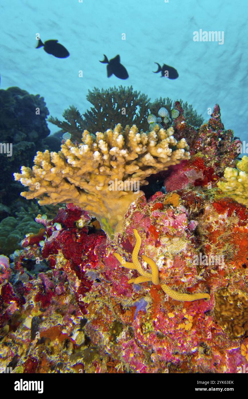 Coral Reef, Reef Building Coral, South Ari Atoll, Maldives, Indian ...