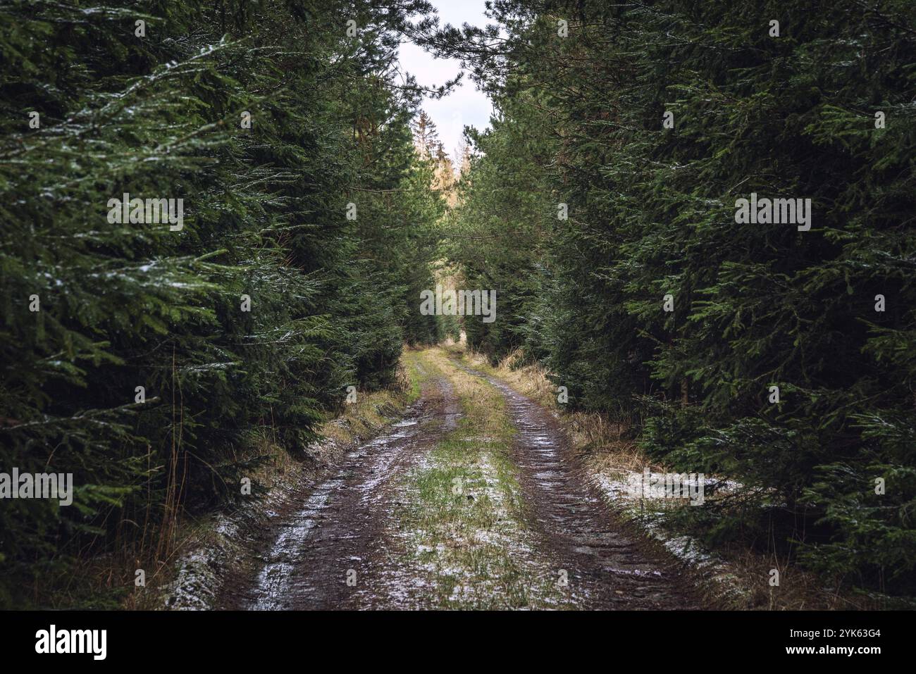 Forest logging path hi-res stock photography and images - Alamy