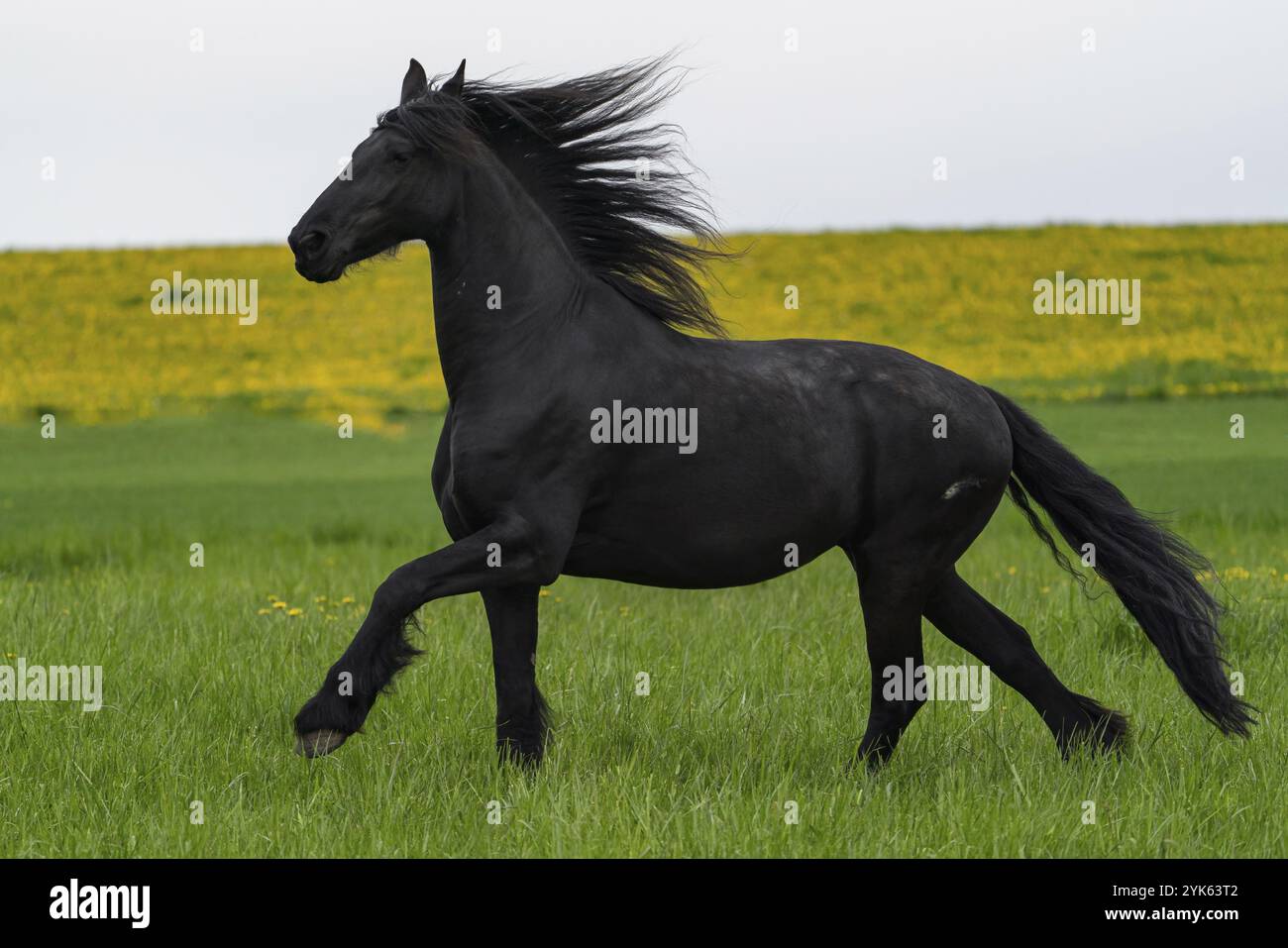 Black friesian horse runs gallop Stock Photo - Alamy