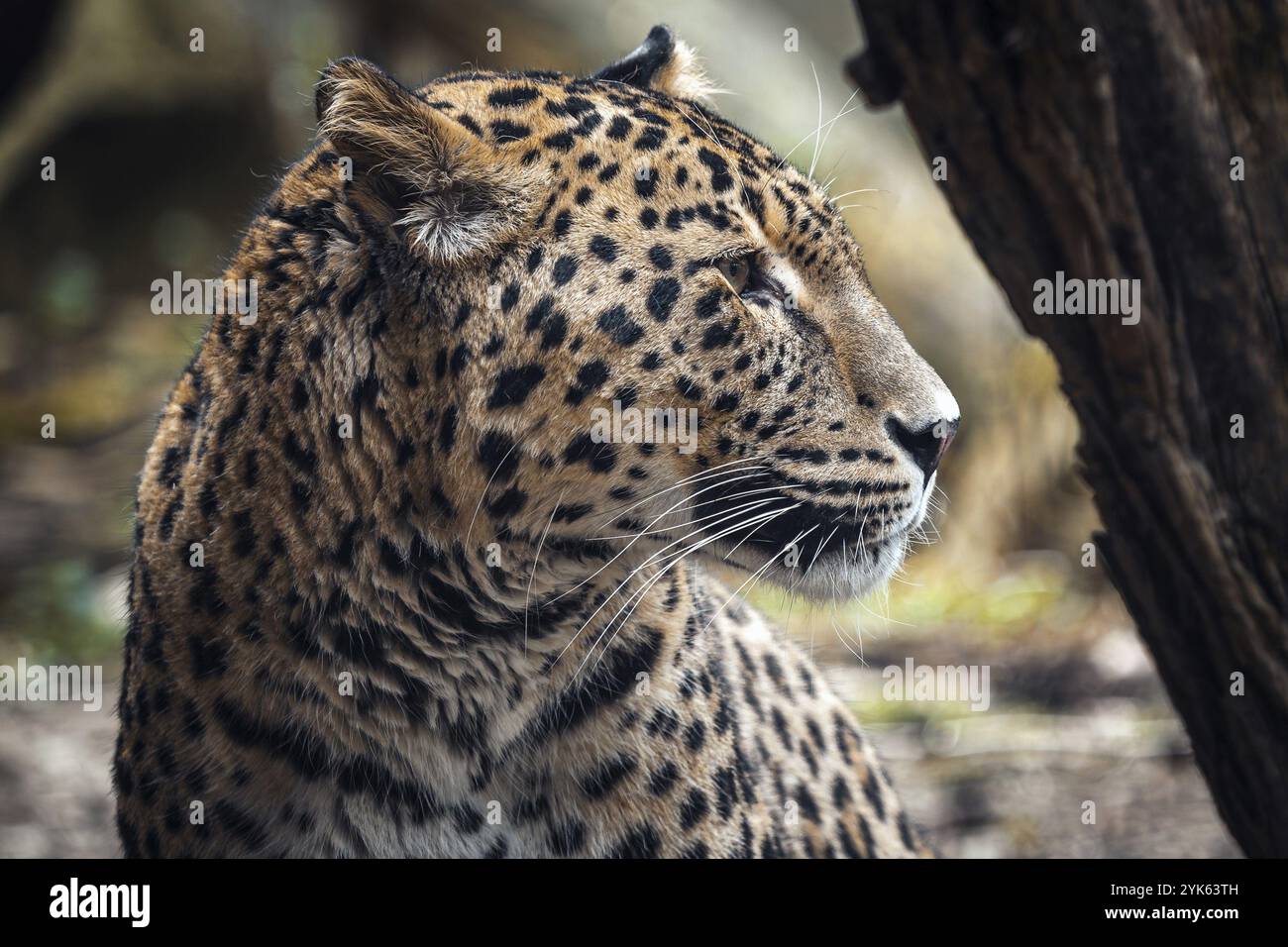Persian leopard, Panthera pardus saxicolor Stock Photo - Alamy