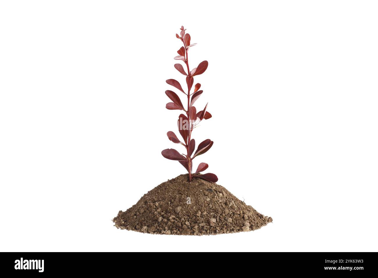 Grown on soil Cut Out Stock Images & Pictures - Alamy