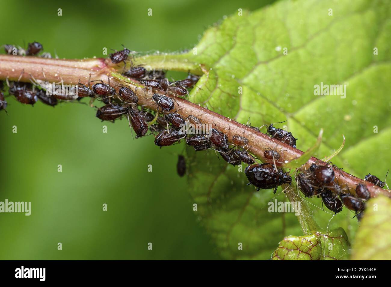 Aphid aphidoidea branch hi-res stock photography and images - Alamy
