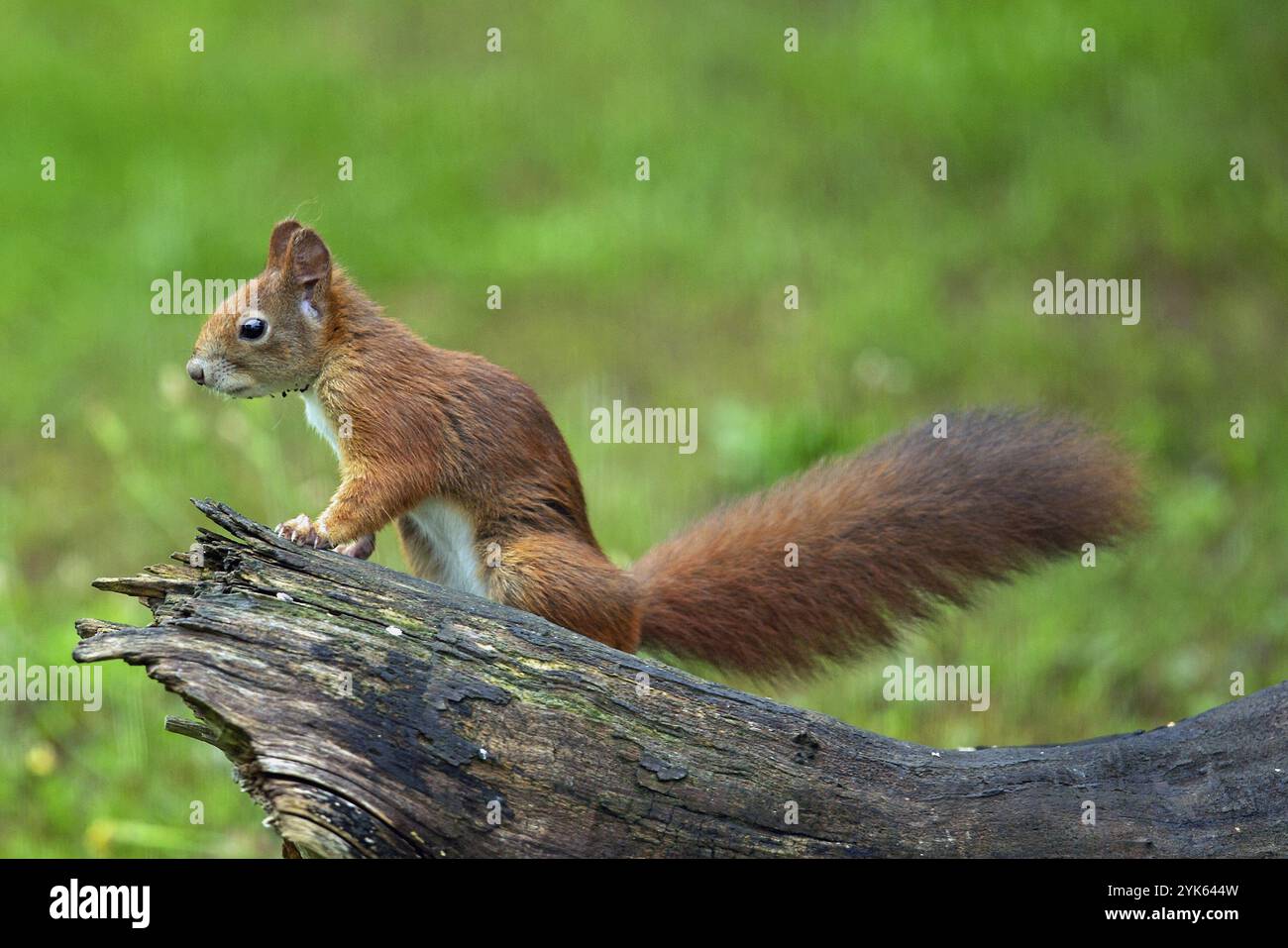 Squirrels perched hi-res stock photography and images - Alamy