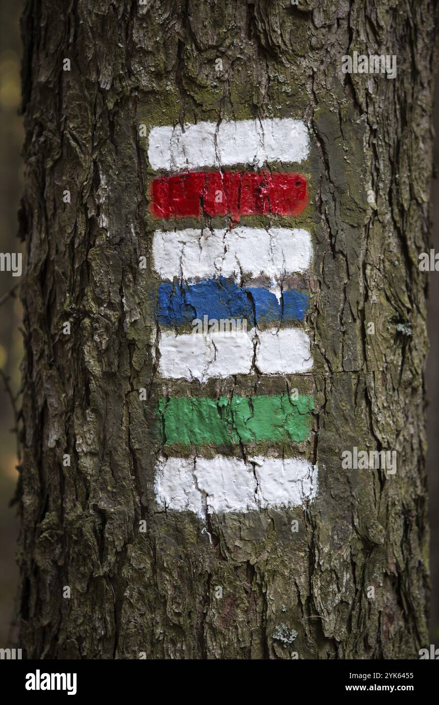 Colorful signs for hiking on the bark of a tree Stock Photo - Alamy