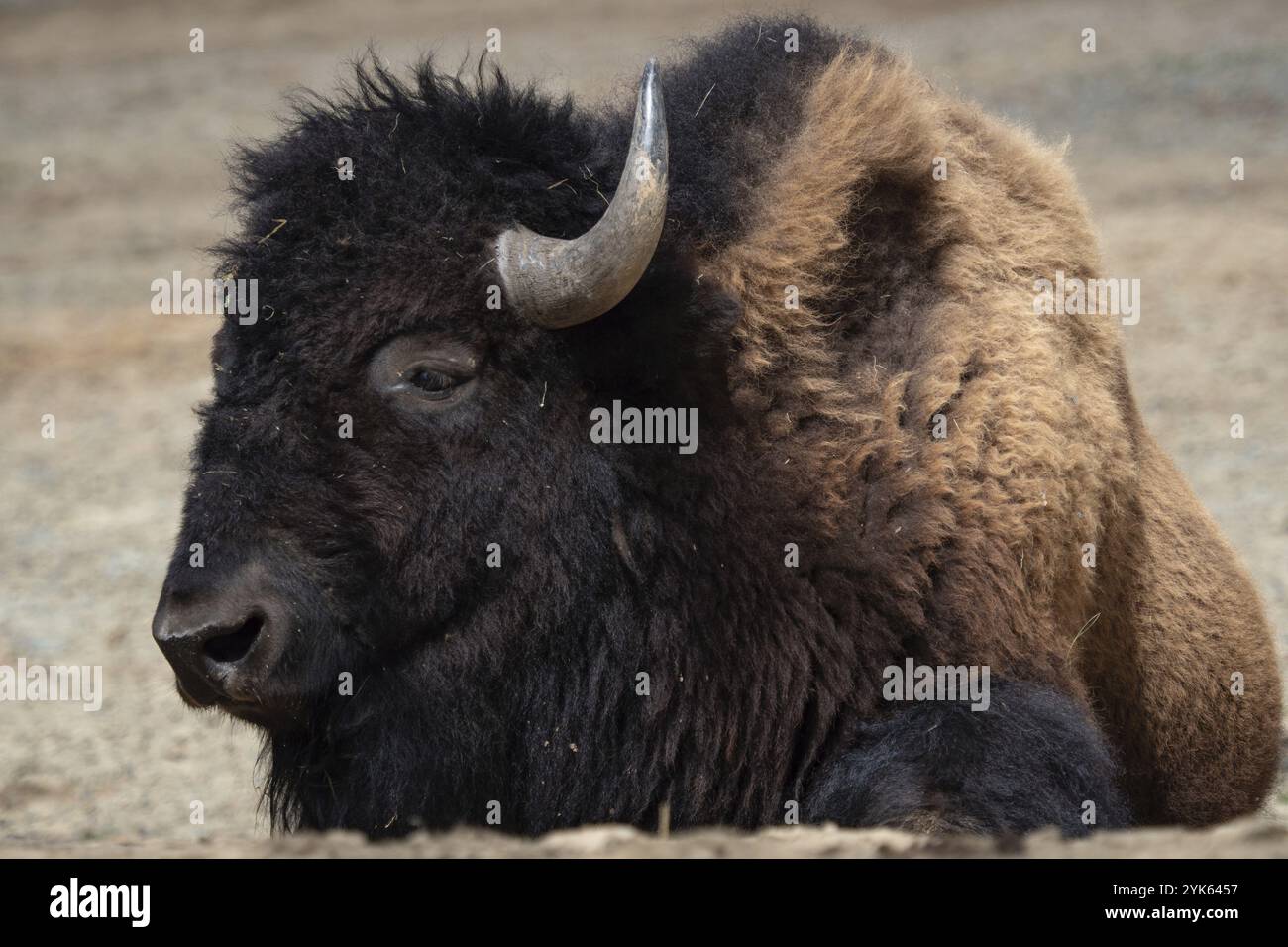 American bison (Bison bison) resting Stock Photo - Alamy