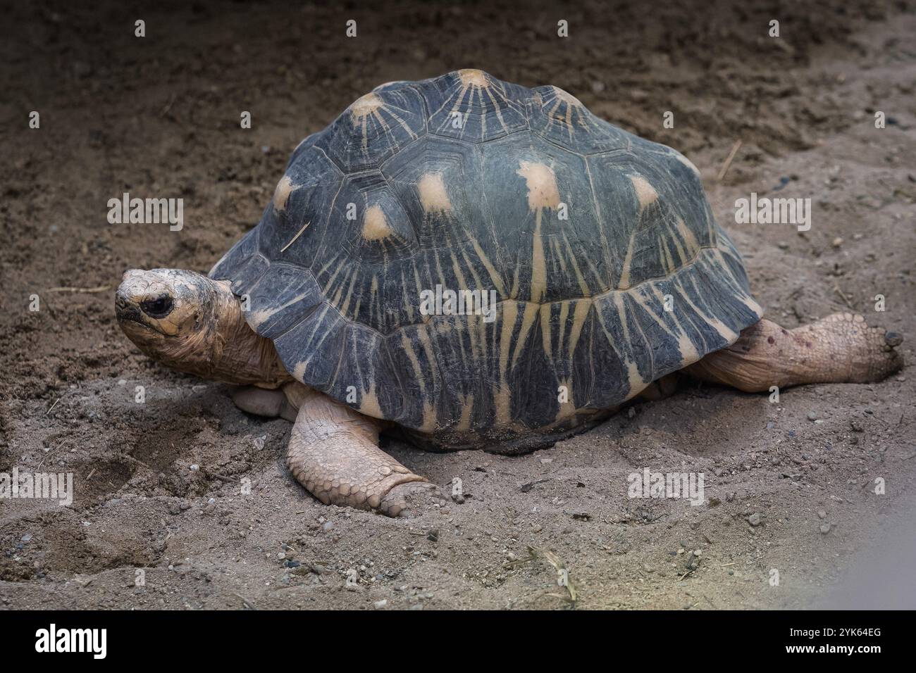 Radiated tortoise walking on ground, Astrochelys radiata. Critically ...