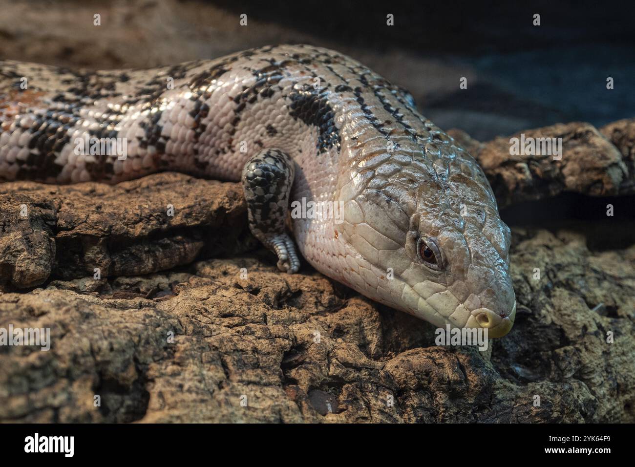 Giant blue tongued skink lizard hi-res stock photography and images - Alamy