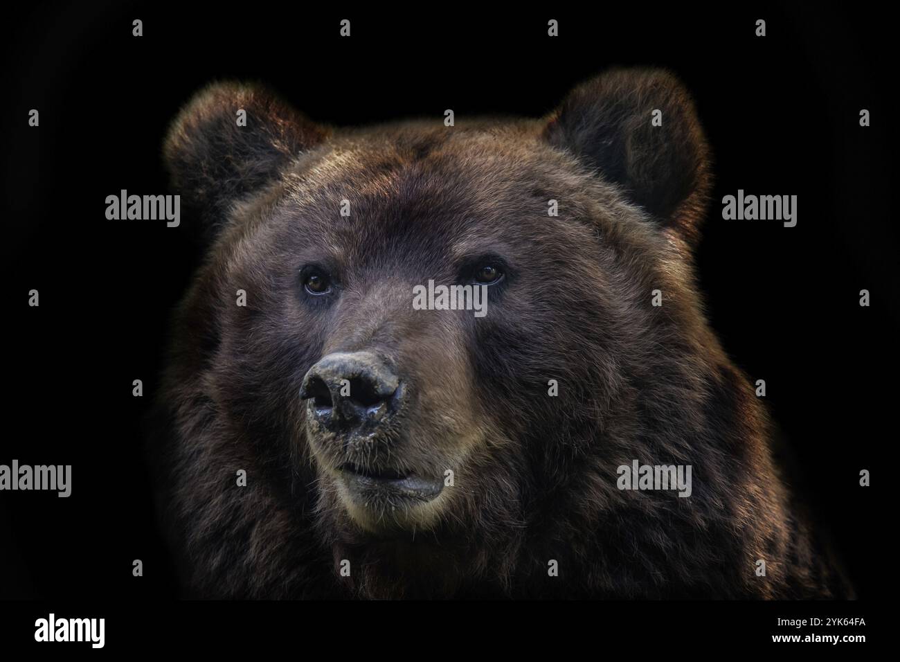 Front view of brown bear isolated on black background. Portrait of ...
