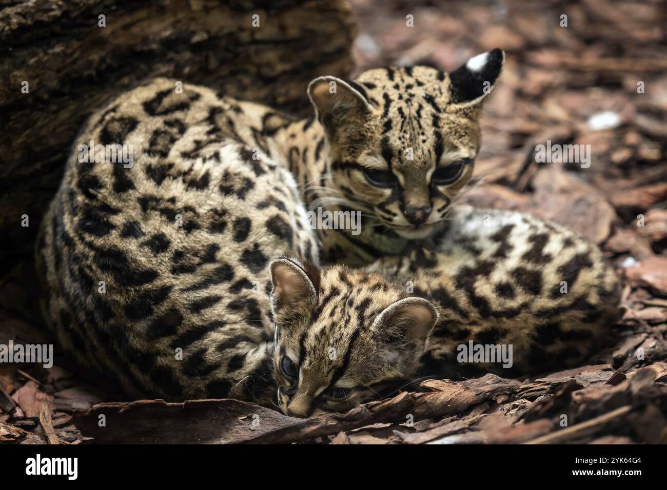 Margay, Leopardus wiedii, female with baby. Margay cats pair of hugging each other Stock Photo ...