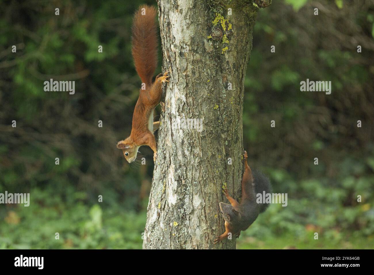 Two squirrels on tree trunk hi-res stock photography and images - Alamy