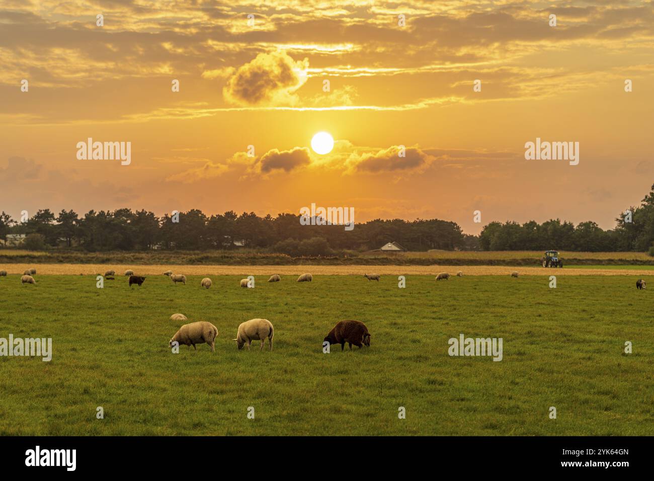 Sheep under the setting sun hi-res stock photography and images - Alamy
