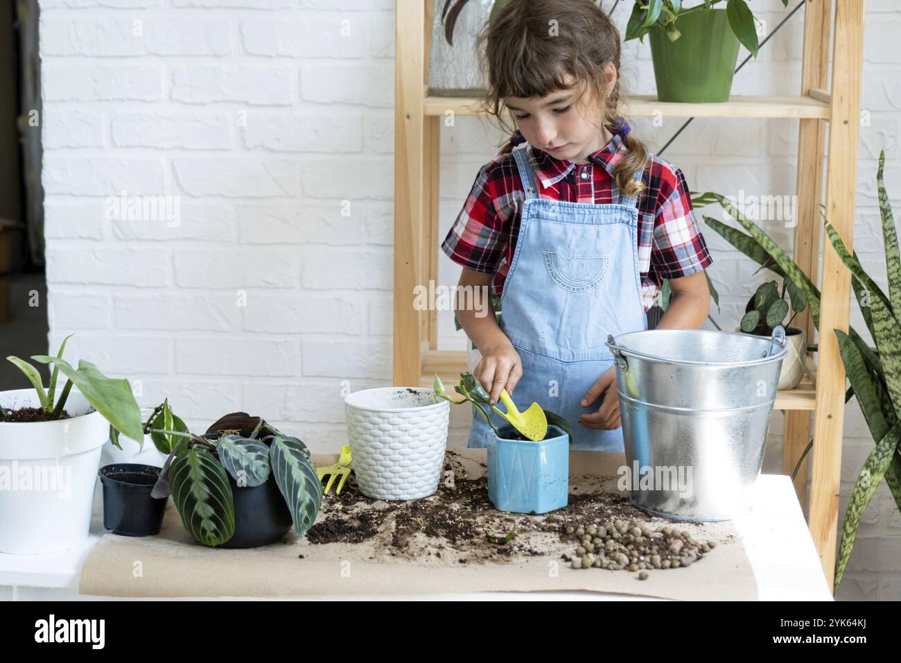 Girl transplants a potted houseplant philodendron into a new soil with ...