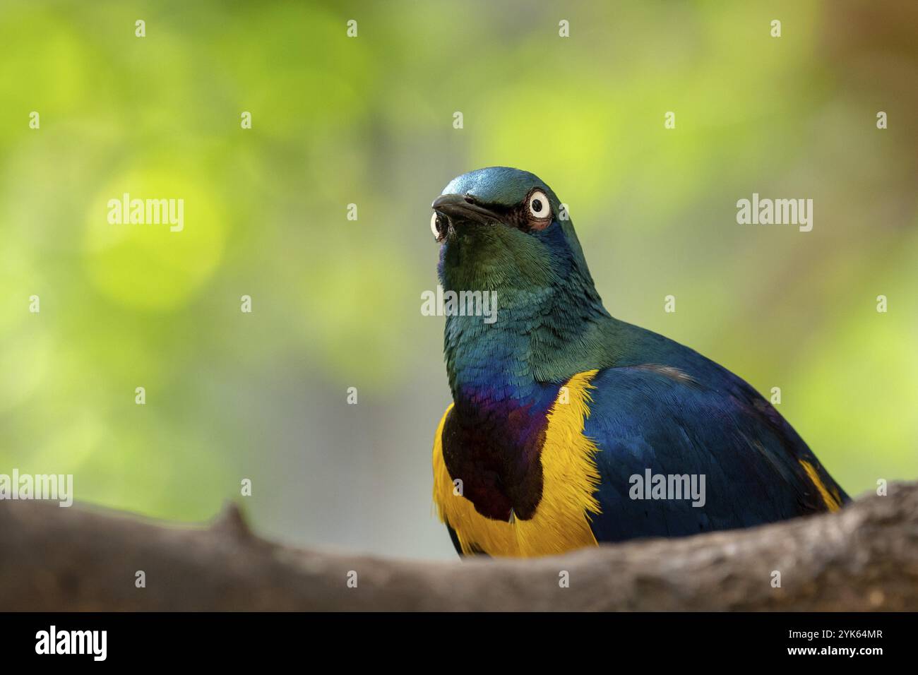 Golden-breasted Starling, Cosmopsarus regius, Glossy Starling sitting ...