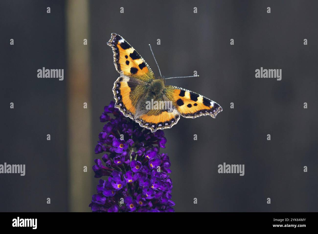 Buddleia orange hi-res stock photography and images - Alamy