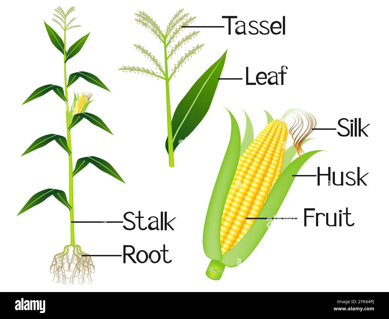 The illustration shows part of the corn plants Stock Vector Image & Art ...