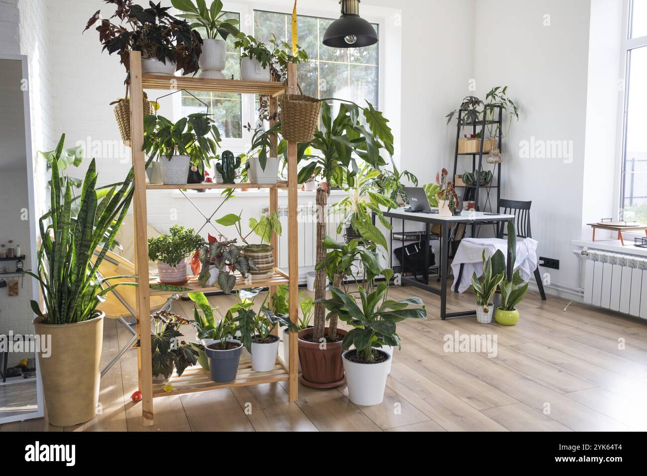 Multiple indoor house plant hi-res stock photography and images - Alamy