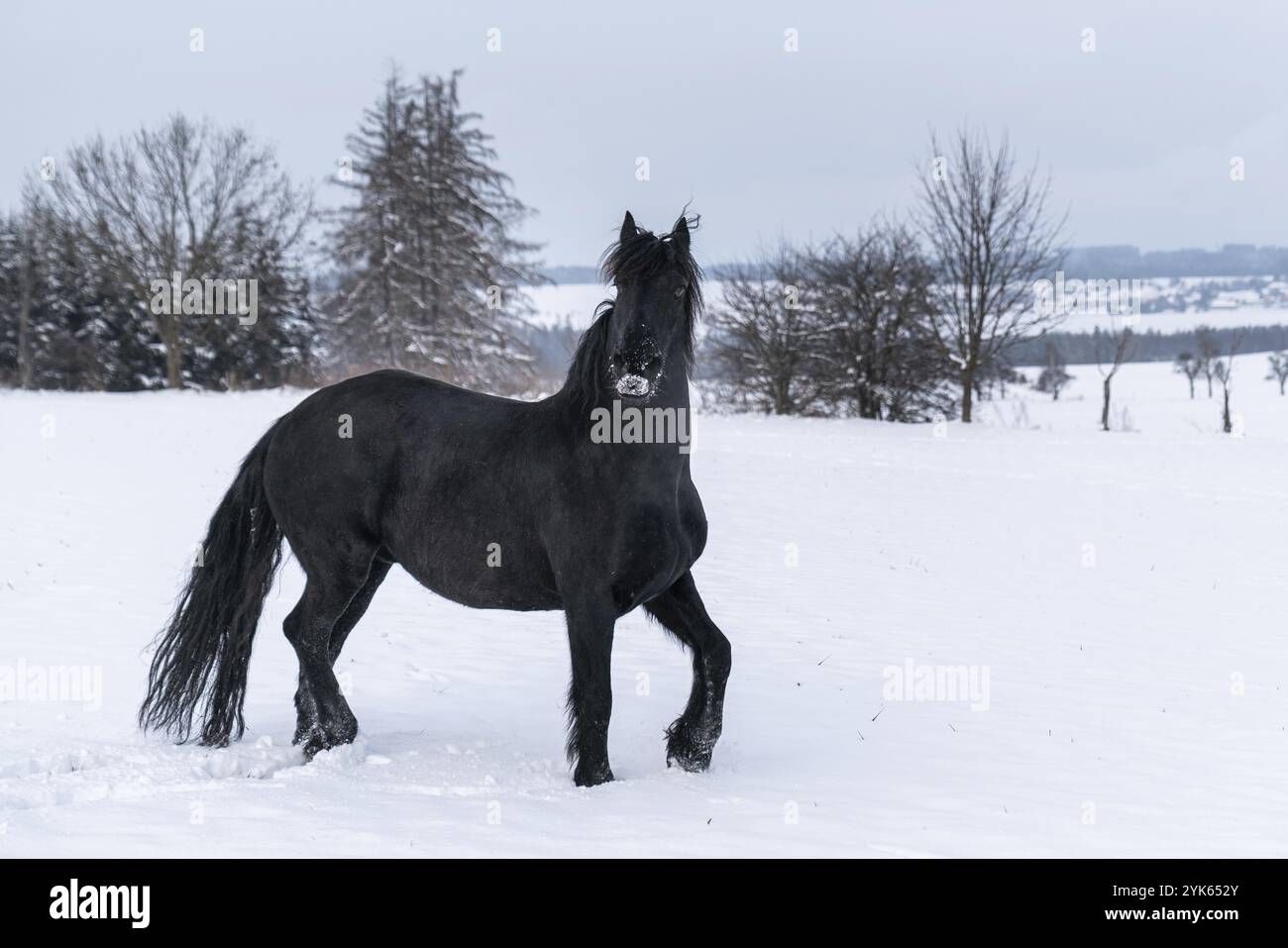Friesian stallion in winter field. Black Friesian horse in winter Stock ...