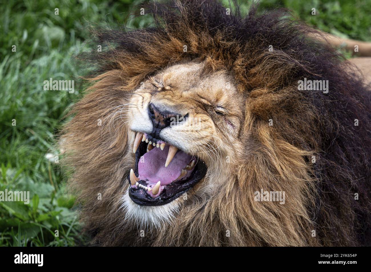 African lion roaring with open mouth Stock Photo - Alamy