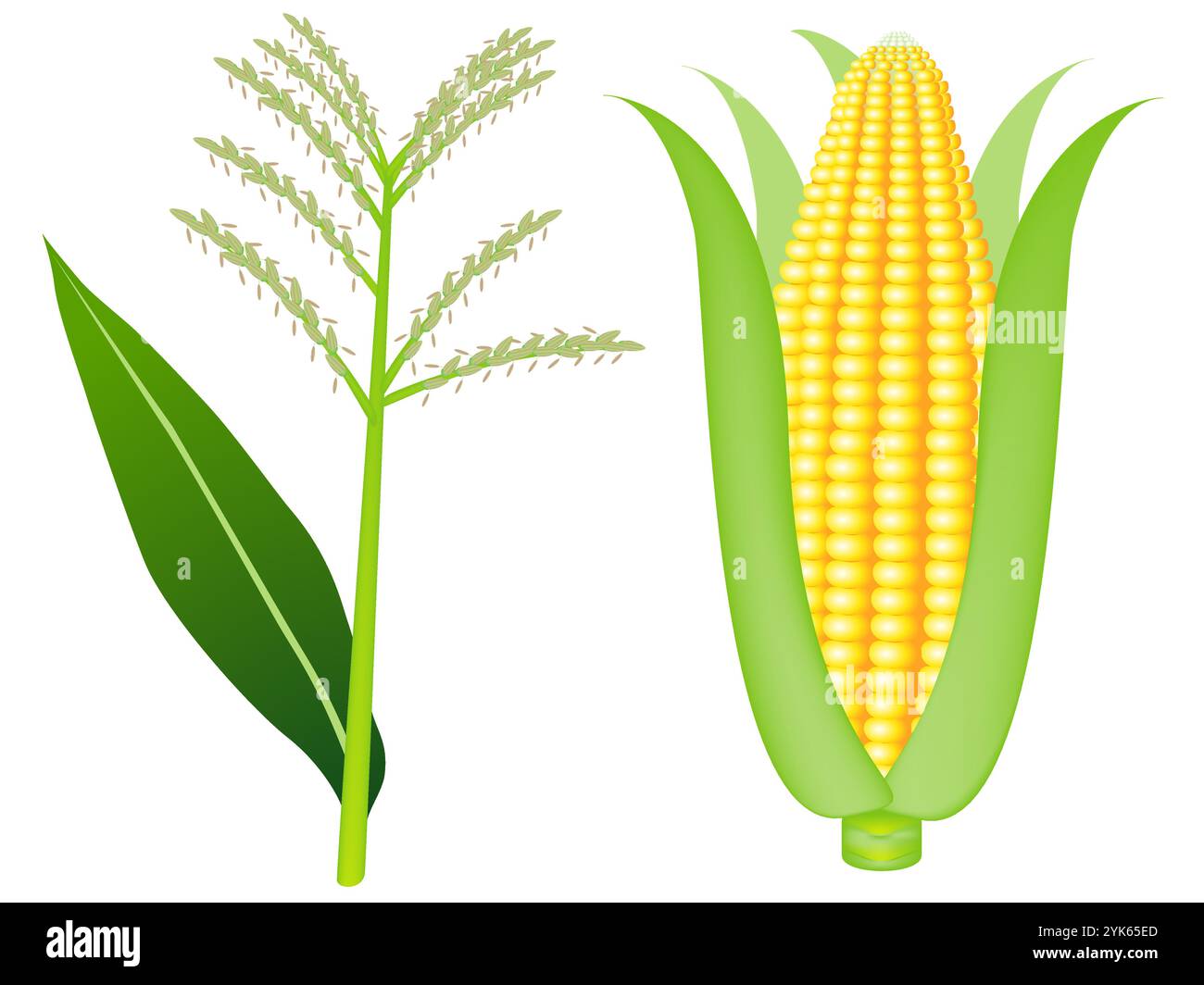 Corn tassels and ears of ripe corn isolated on white background Stock ...