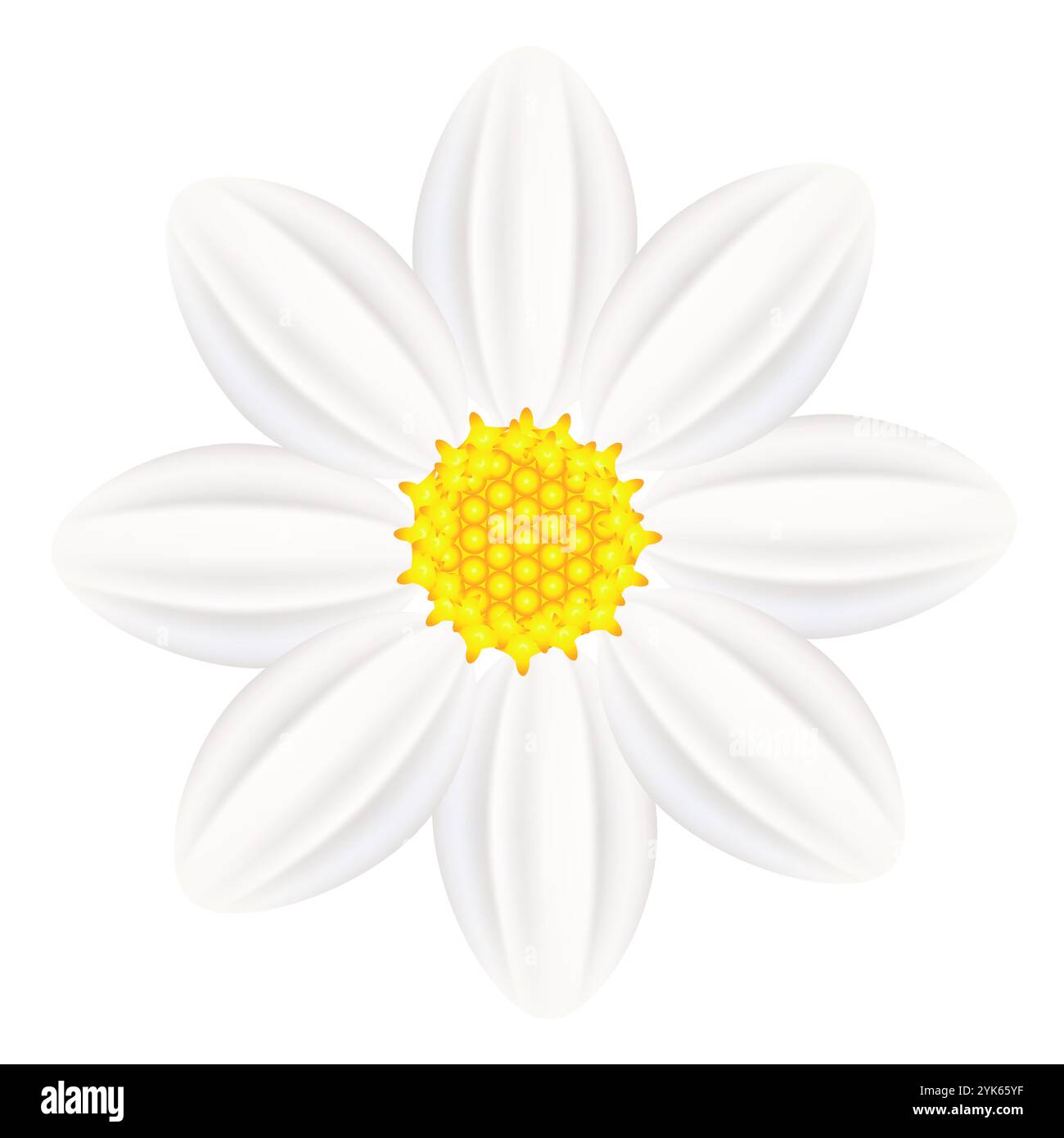 Big daisy flower white Stock Vector Images - Alamy