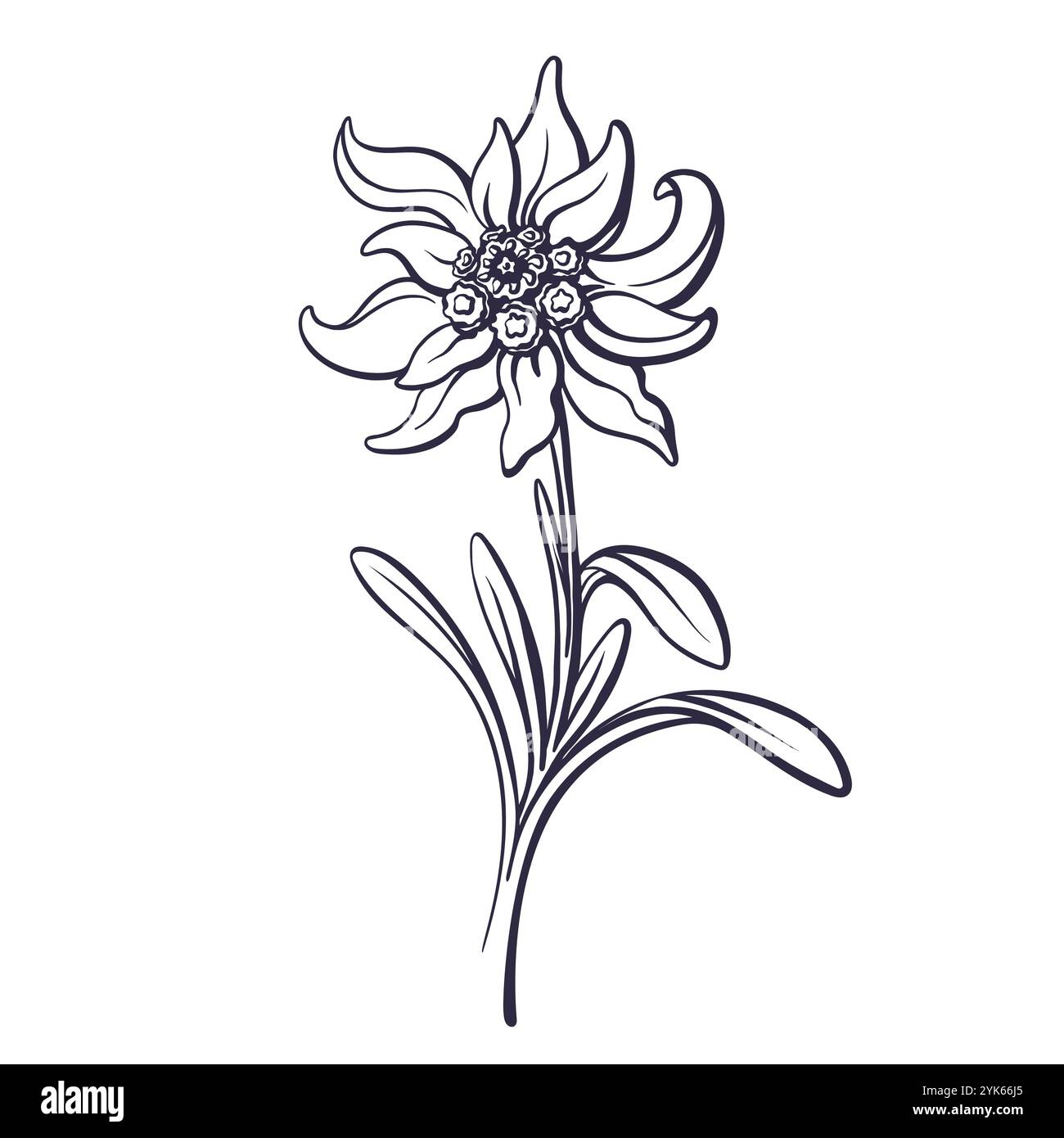 Edelweiss flower, leaves. Vector mountain plant. Hand drawn graphic ...
