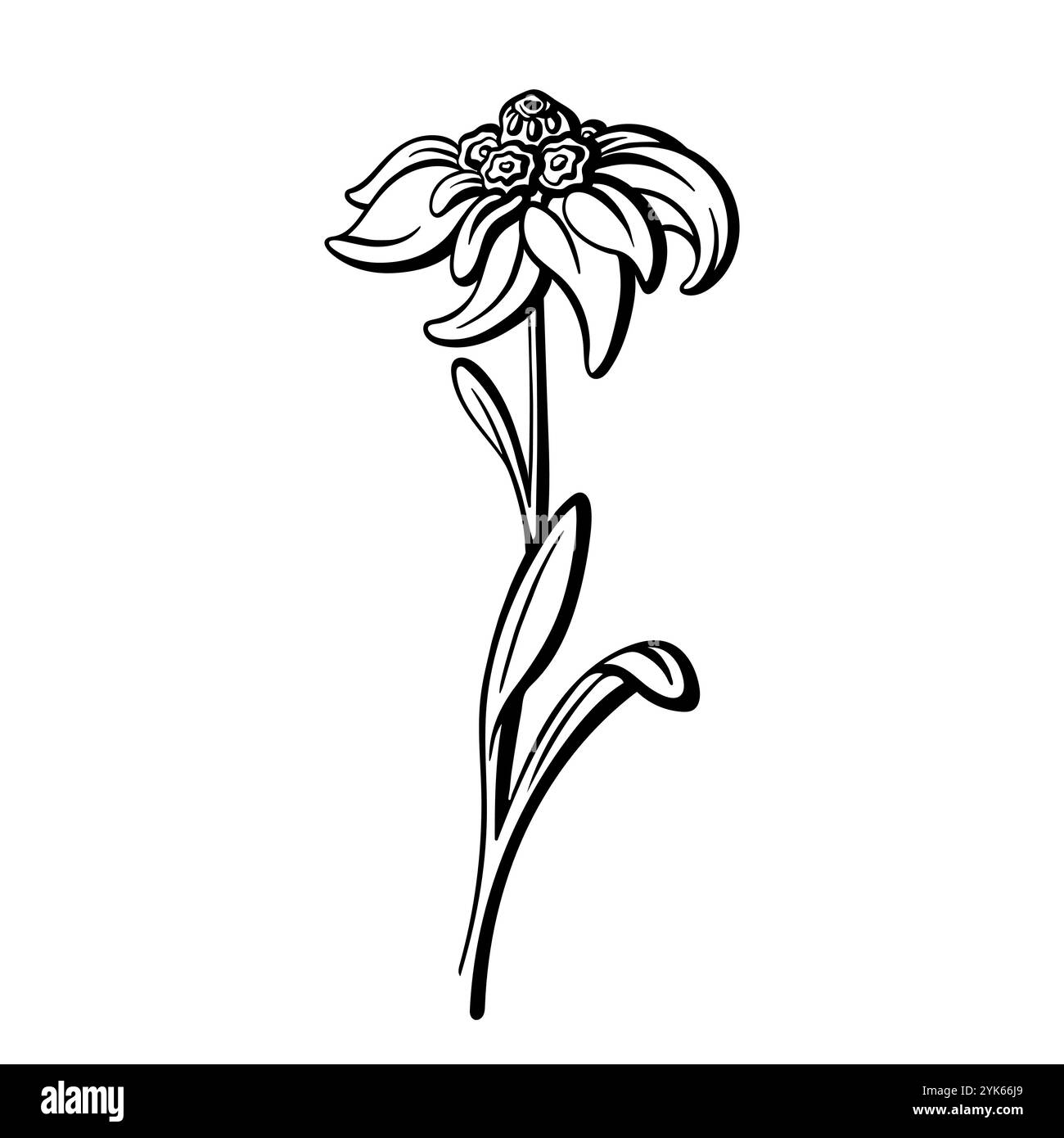Edelweiss flower, leaves. Vector line illustration in sketch style ...