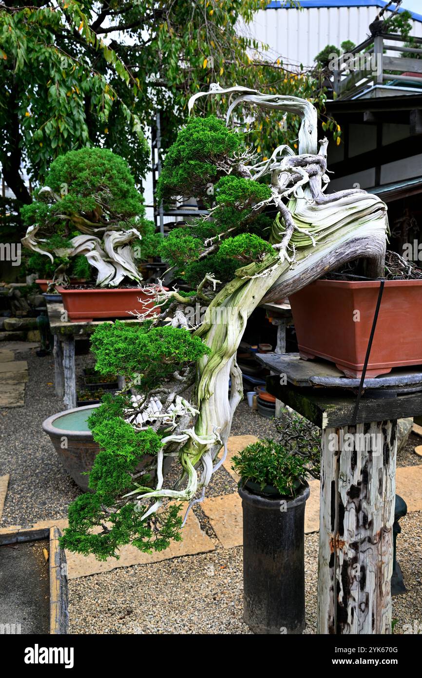 Bonsai Museum Tokyo Stock Photo - Alamy